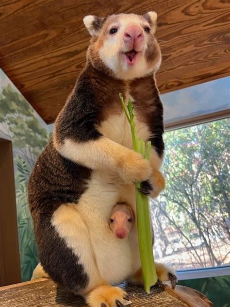 Newborn Tree Kangaroo