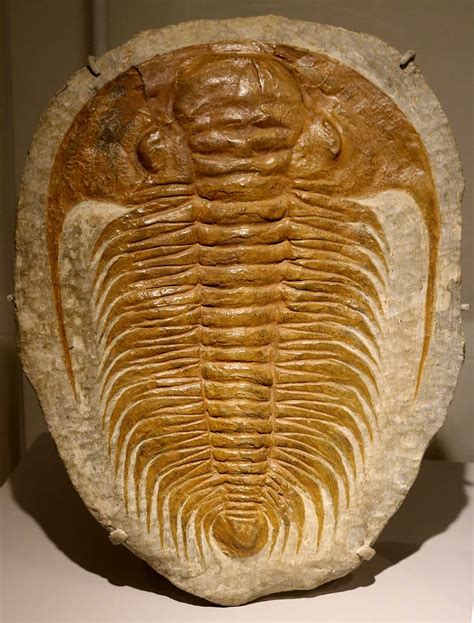 Trilobite Fossils Facts At Emery Espinosa Blog