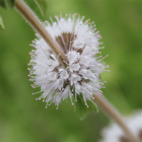 Pennyroyal Mentha Pulegium Plants For Ponds