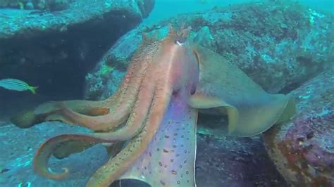 Giant Cuttle At Colors Close Youtube