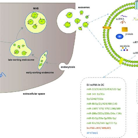 Biogenesis And Contents Of Extracellular Vesicles Microvesicles Mvs