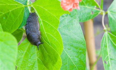 Do Slugs Eat Bean Plants Pests Banned