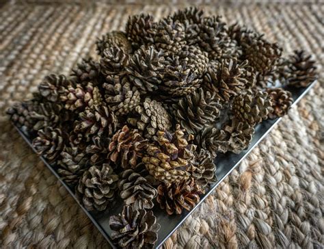 Austrian Small Pine Cone Variety Raw And Hand Selected 10 24 Count Etsy