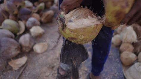 Drawing Of A Sharp Tool Cutting Coconuts Stock Video Video Of Food