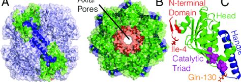 Architecture Of The Tetradecameric Clpp Structure [protein Data Bank Download Scientific