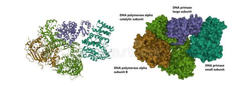 Primosome Stock Illustrations 2 Primosome Stock Illustrations