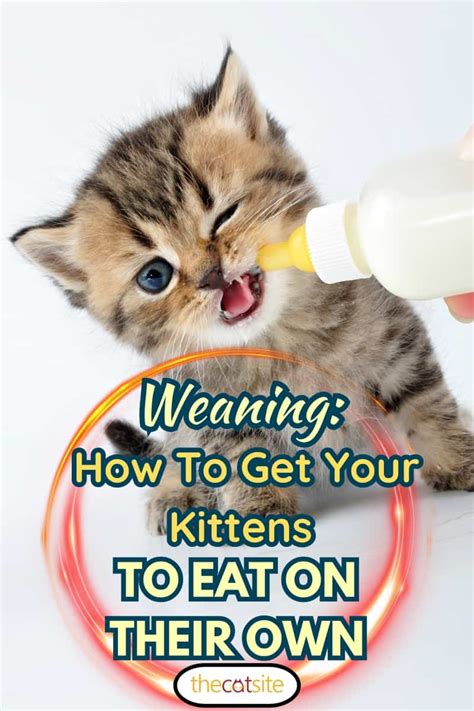 Weaning How To Get Your Kittens To Eat On Their Own