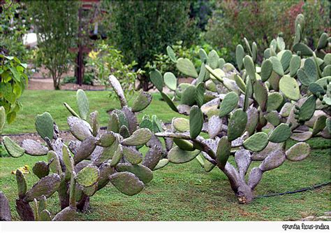 Figuier De Barbarie Opuntia Ficus Indica Fiche Botanique