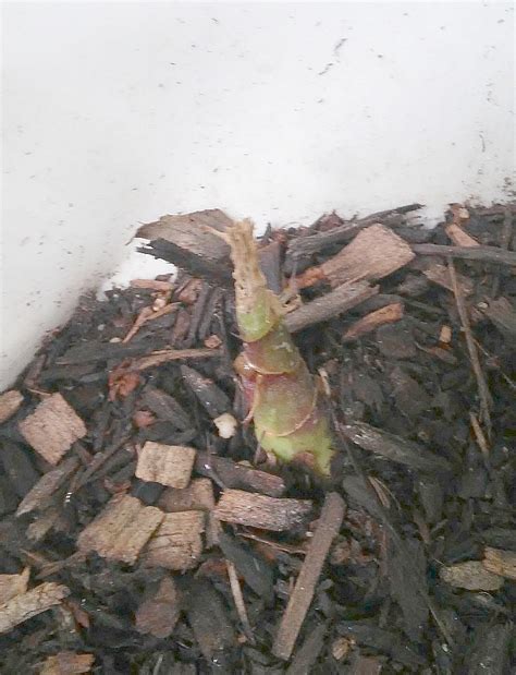 Growing Arrowroot Plants At Home Out Standing In The Field