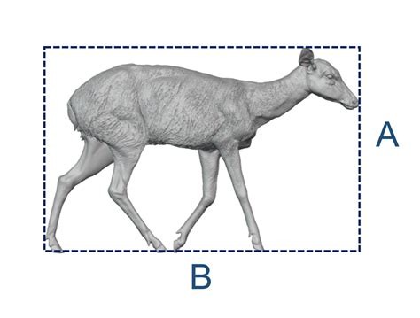 23045 Visayan Spotted Deer Female