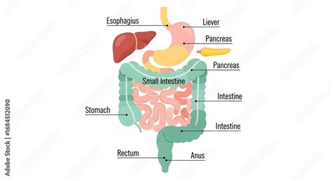 Anatomy Of The Human Digestive System With Labeled Organs And