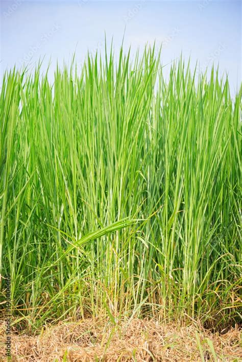 Fodder Grass Seeds Grass Seeds For Cow 10000 Seeds