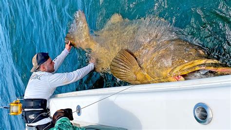 Massive 500lb Goliath Grouper