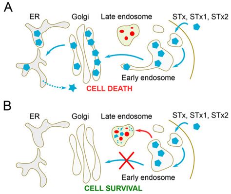 Targeting The Early Endosome To Golgi Transport Of Shiga Toxins As A