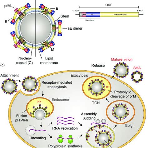 Ribbon Diagrams A C Eg And Schematics B D H Of Tbev E Proteins
