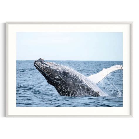 Humpback Whale Poster Etsy
