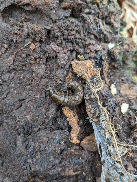 What Is This Larvae Rwhatsthisbug What Is This Larvae Rwhatsthisbug