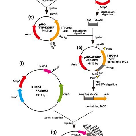 Schemes Of The Hydrolysis By β Galactosidase And Subsequent Reactions