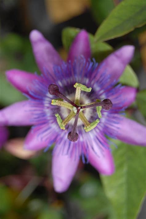 Close Up Of Purple Passiflora Flower Stock Image Image Of Green Blomst 373604939