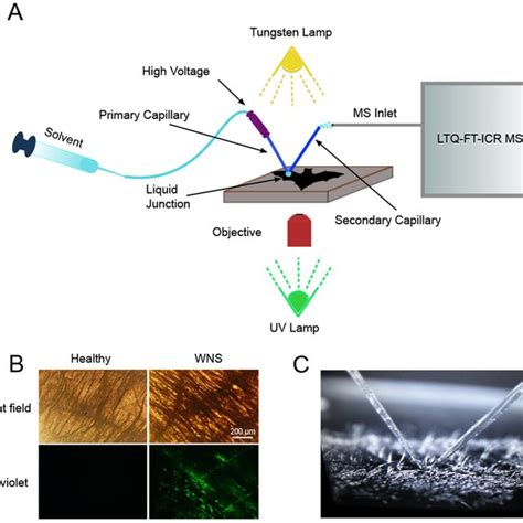Microscopy Ambient Ionization Mass Spectrometry Of Bat Wings Tissue