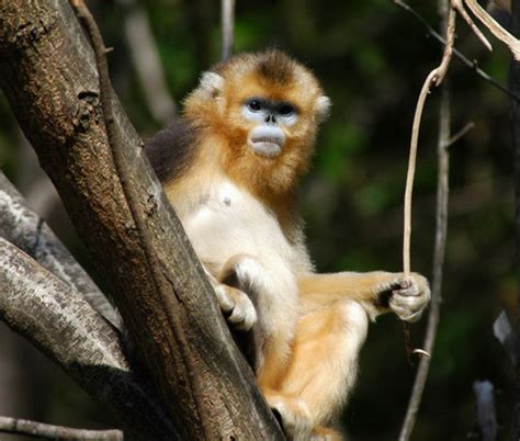 Adw Cercopithecidae Information