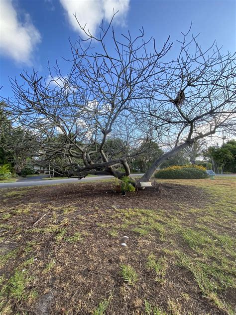 Shaving Brush Tree Rarborists