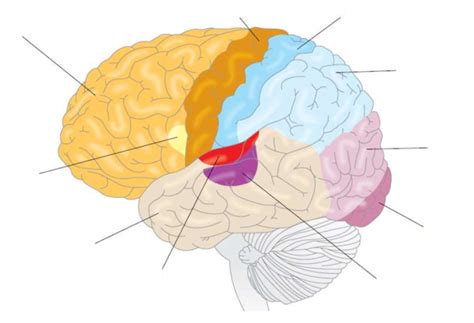 Diagram Of Psychology Unit 1 Aos 1 Cerebral Cortex Quizlet