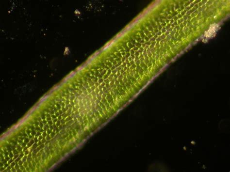 Marine Algae Of The Mediterranean Sea And The Island Of Elba