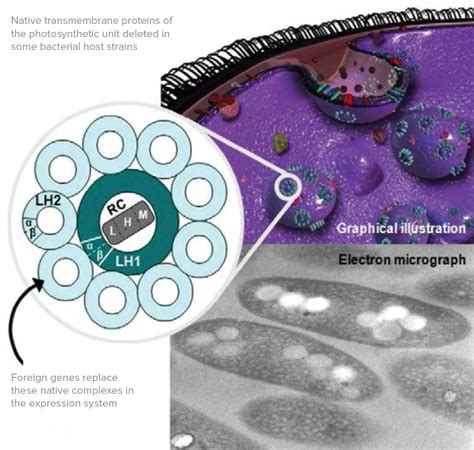A System For Expression Of Membrane Proteins Anl In 06 099 Argonne National Laboratory