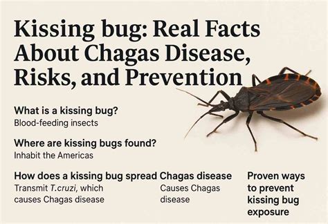 Kissing Bug Real Facts About Chagas Disease Risks And Prevention