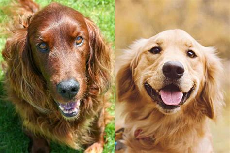 Irish Setter Vs Golden Retriever How Do They Compare Retriever Advice