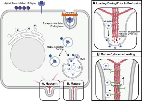 Morphogen Loading And Transport A Morphogen Enrichment In Budding