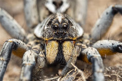 Top Spider Myths