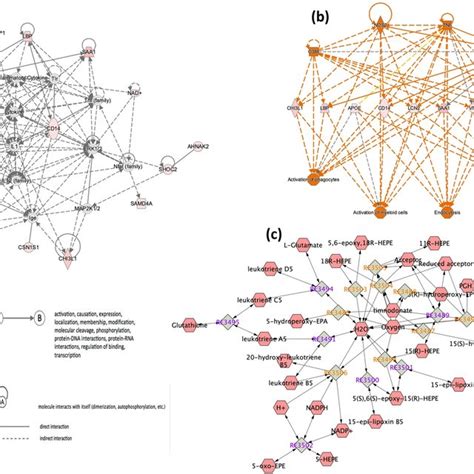 Pathway Analysis Using Ipa And Metascape A Ingenuity Pathway Analysis