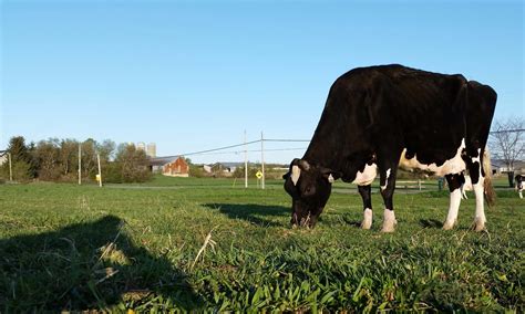 Classic Blondin Sires Inc