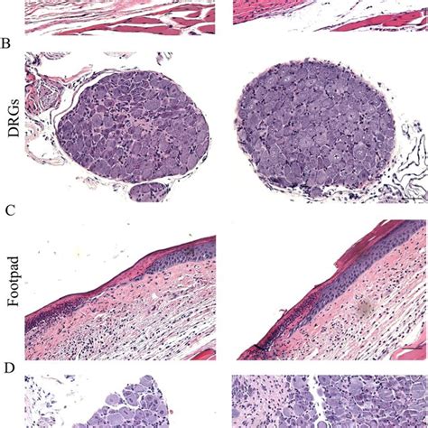 The Pseudorabies Virus Prv Replication Cycle Following Virion