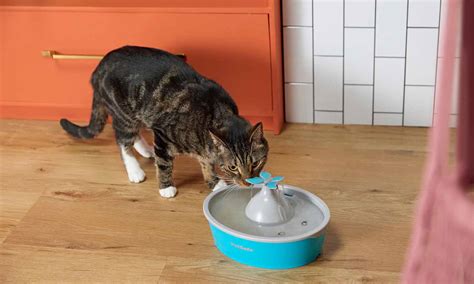 What Do Pale Gums In Cats Mean Should I Be Worried Bechewy