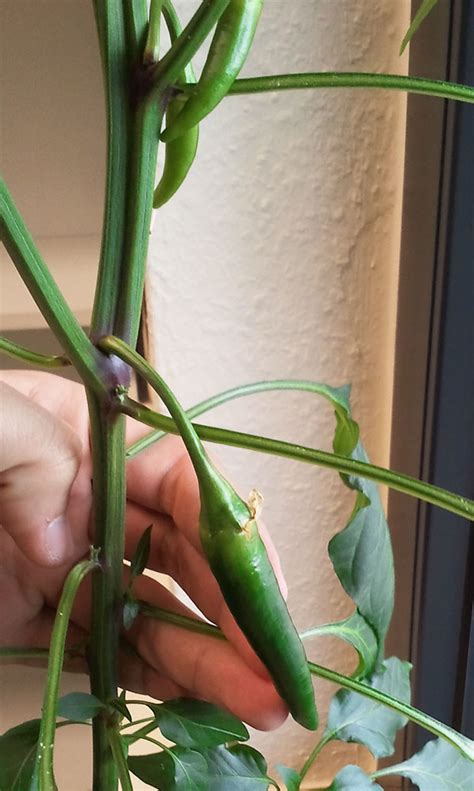 Massenhaft Knospen Viele Blüten Viele Mini Chilis Und Einige Die Von