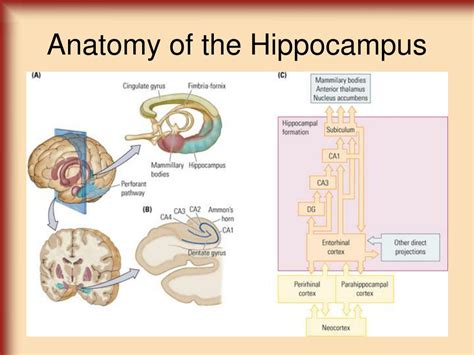 Rat Hippocampus Anatomy