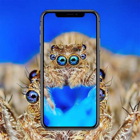 Spider Wallpaper Apk For Android Download