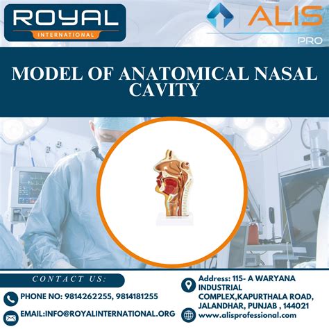 Model Of Anatomical Nasal Cavity At Best Price In Jalandhar Royal