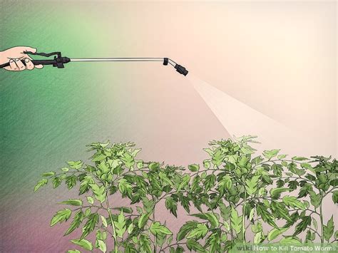 How To Get Rid Of Tomato Hornworms Natural Remedies And More