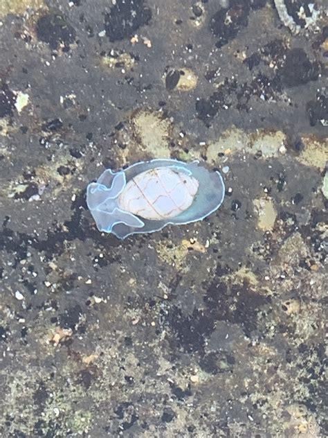 Red Lined Bubble Snail From South Pacific Ocean Toowoon Bay Nsw Au On January 06 2023 At 03