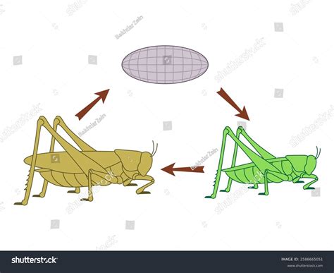 Grasshopper Cricket Insect Metamorphosis Stage Egg Stock Vector