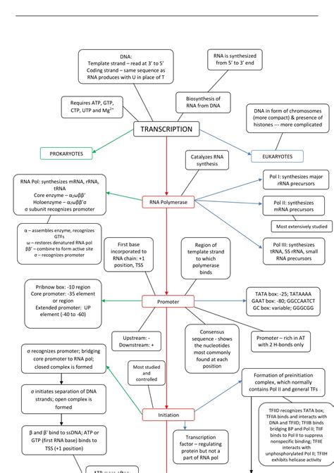 Biochemistry Transcription Concept Map Biochemistry Stuvia Us