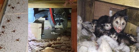 5 Ways To Keep The Critters Away From Your Home