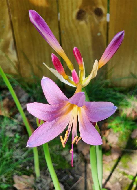 📸photo From Trish Surprise Lillies