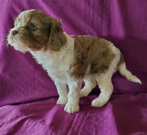 Cenzie Woodside Puppies