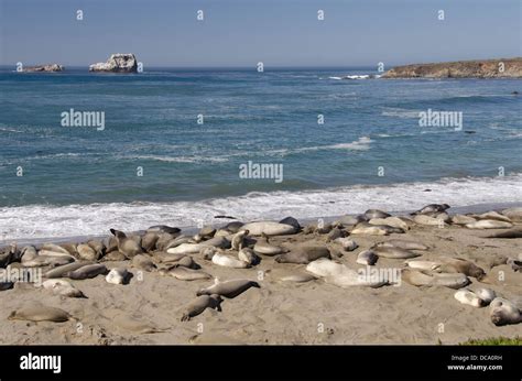 California Cambria Piedras Blancas Beach California Coastal Trail