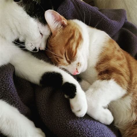 Cat Cuddle Cuties Stock Image Image Of Cuties Cuddle 221550237